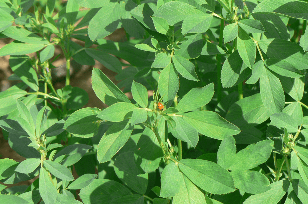 Limagrain Field Seeds South Africa