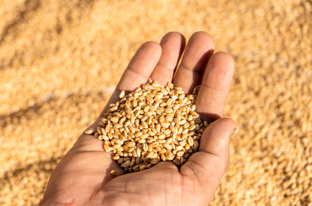 Limagrain Field Seeds South Africa